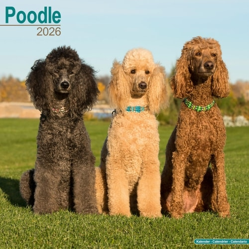 Poodle Calendar 2026 Square Dog Breed Wall Calendar - 16 Month ...